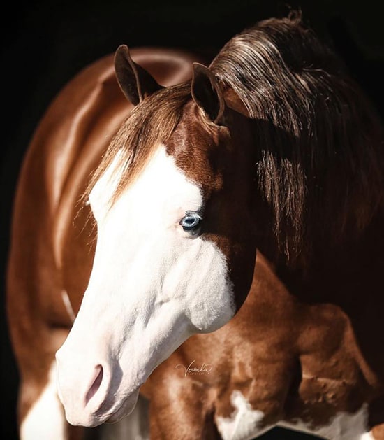 Programs | North American Reining Stakes